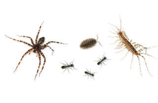Crawling Insects – Unimar